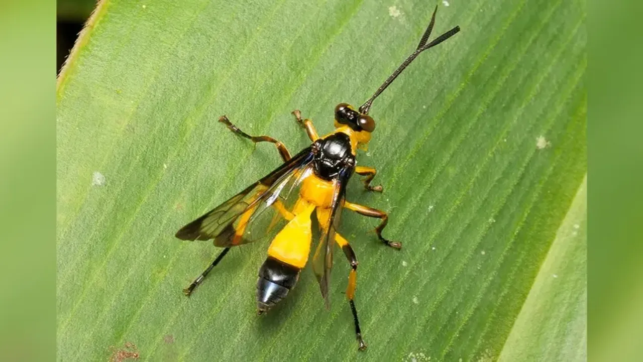 В Амазонии найден новый вид «инопланетной» осы-паразита