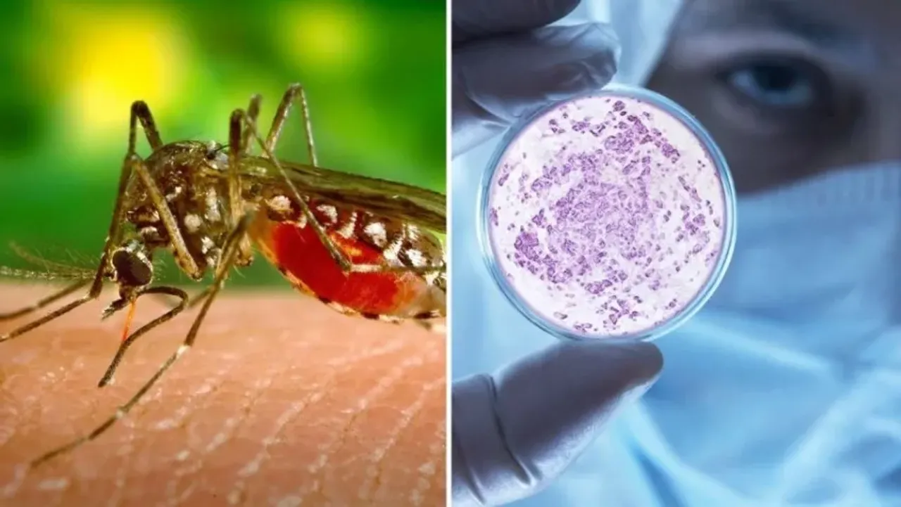 В «НИ» проинформировали, что следует знать о лихорадке Денге, которая ...