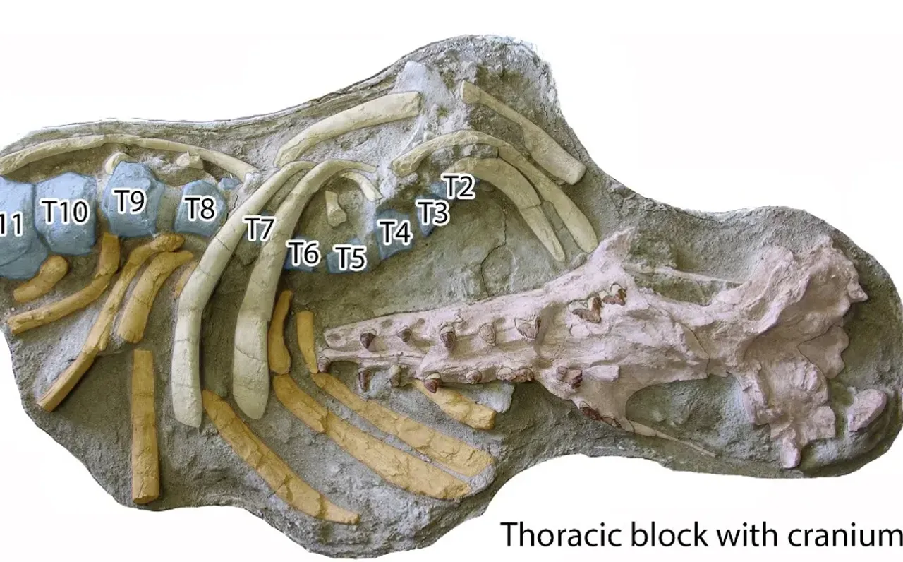 В Марокко найден череп и скелет представителя древнего вида китов