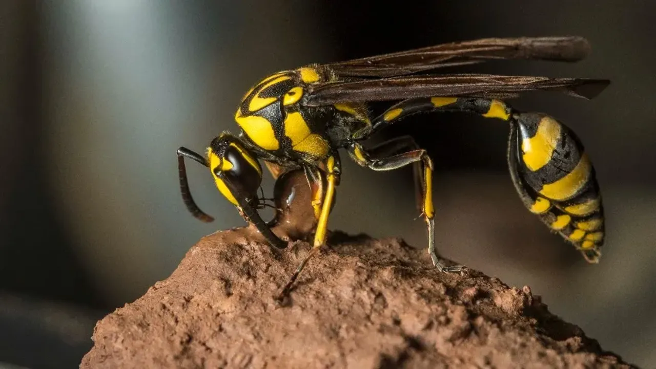 "Инопланетную" осу-паразита нашли в Амазонии