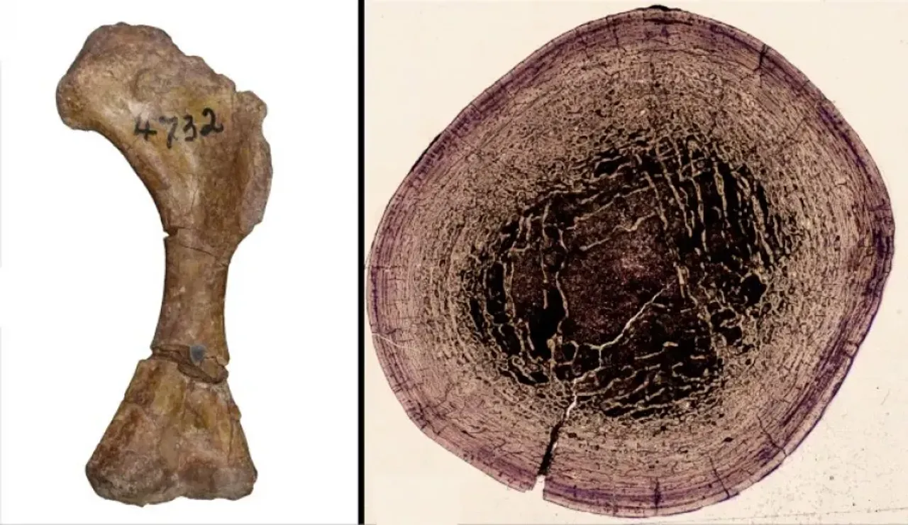 В Южной Африке открыт динозавр Ngwevu intloko – новый вид самых ...